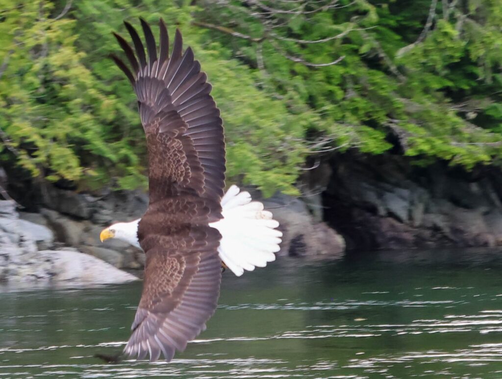 Bald Eagles Hunting Hake Fish | Missy Goes Boating